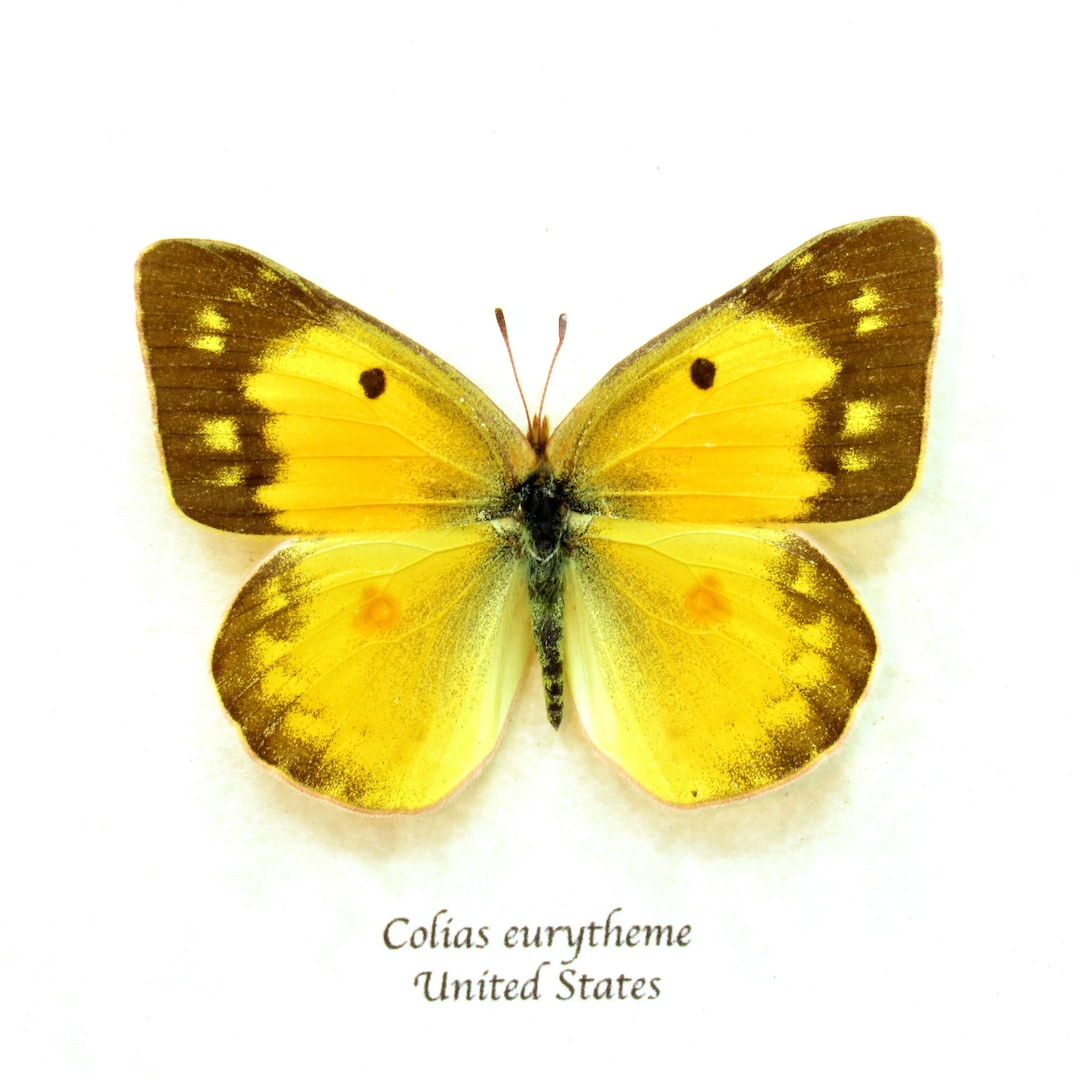 Real Orange Sulphur Butterfly Framed Taxidermy - Colias Eurytheme ...