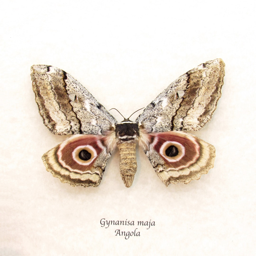 Real Pink Speckled Emperor Moth Framed Taxidermy - Gynanisa Maja ...