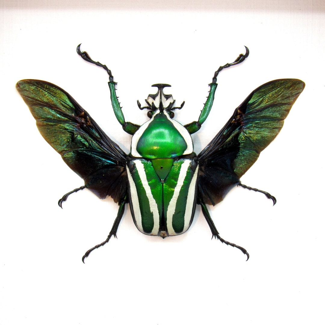 Green Metallic Scarab Beetle Framed Taxidermy Dicronorhina Derbyana - Etsy