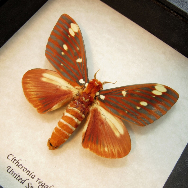 Real Royal Walnut moth framed Citheronia regalis | Etsy