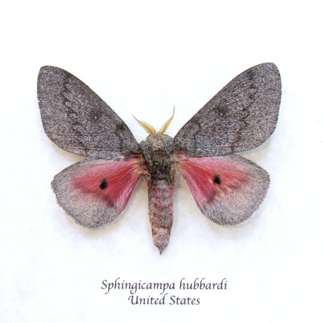 Real Pink Saturn Moth Framed Taxidermy - Sphingicampa Hubbardi - Etsy