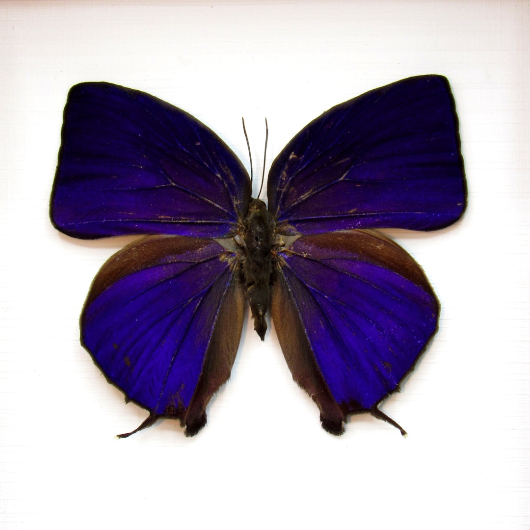 Real Purple Metallic Butterfly Framed Taxidermy - Arhopala Hercules - Etsy