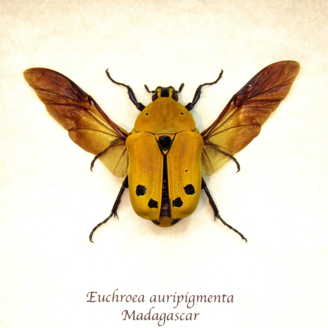 Real African Scarab Beetle Framed Taxidermy - Euchroea Auripigmenta - Etsy