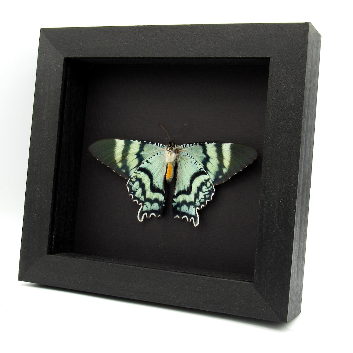 Real Blue Moth Framed Taxidermy - Alcides Orontes - Victorian Mount - Etsy