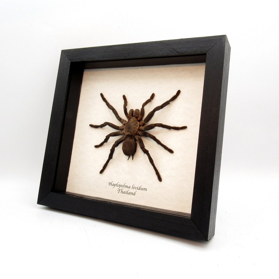 Real Cobalt Blue Tarantula Framed Taxidermy Haplopelma - Etsy