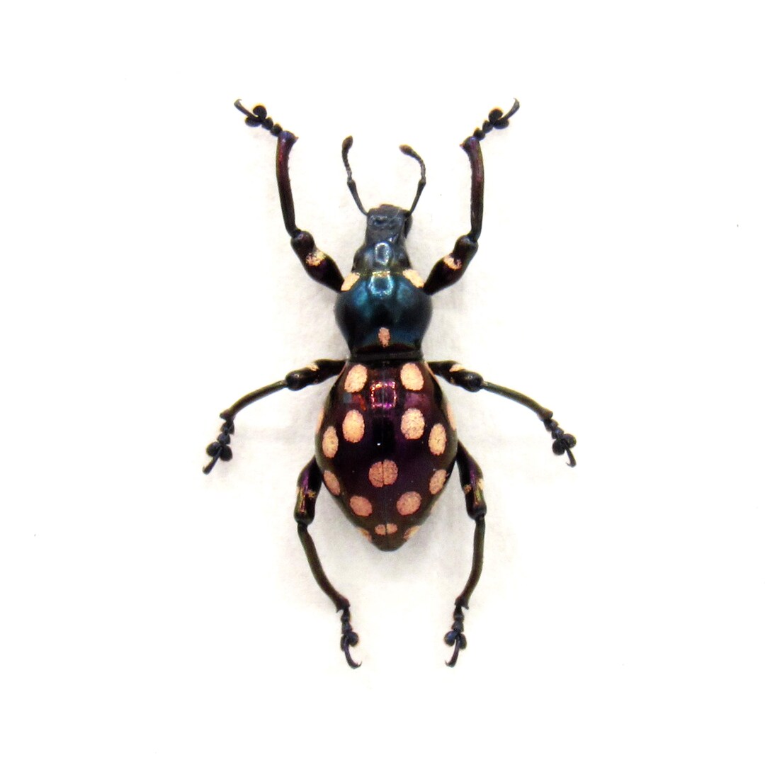 Rare Iridescent Weevil Beetle Framed Specimen - Pachyrhynchus Chlorites ...