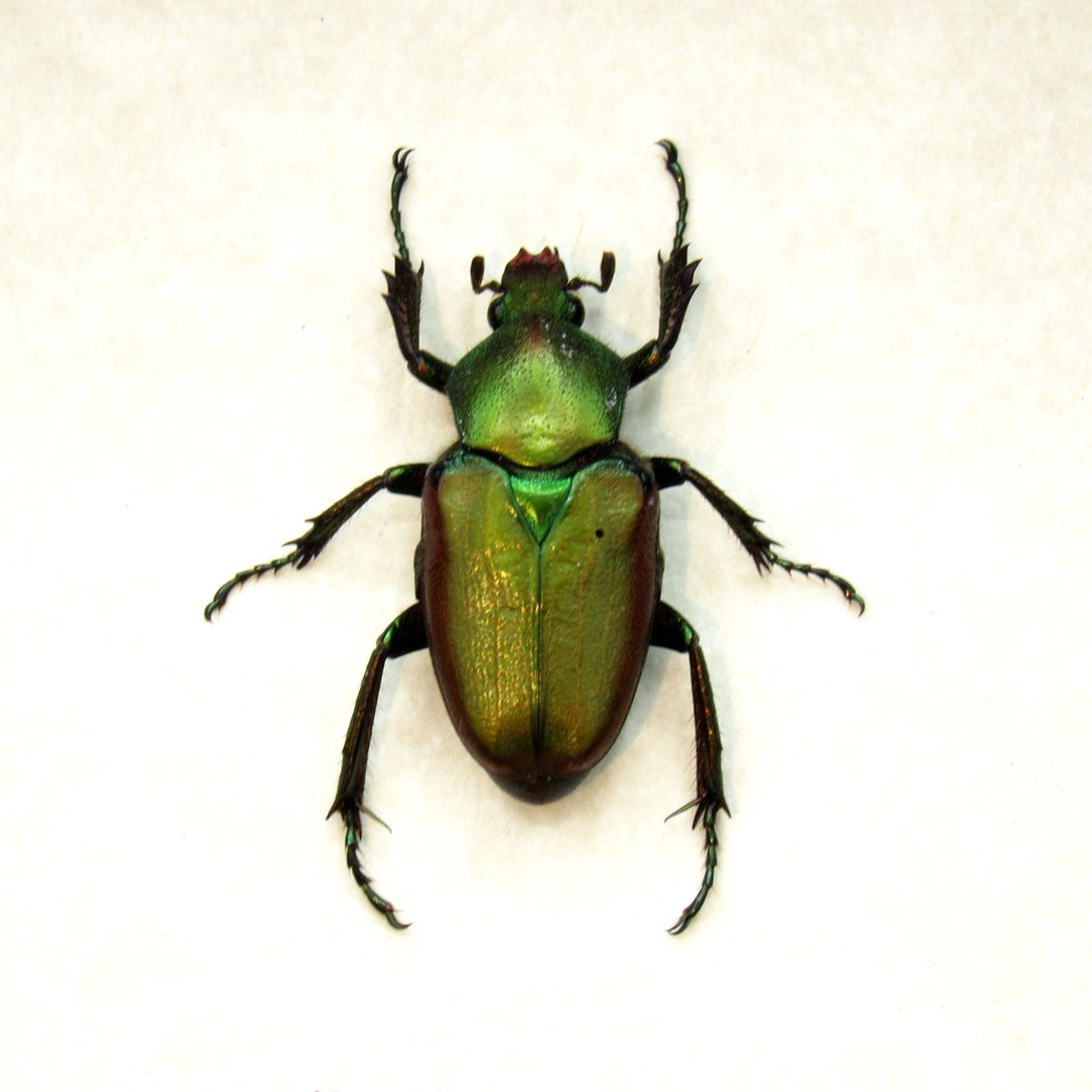 Rare Metallic Green Scarab Beetle Framed Taxidermy - Theodosia ...