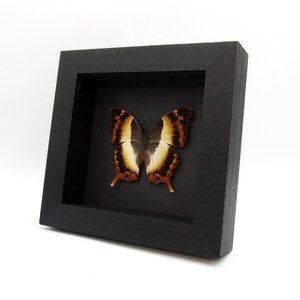 Rare Female White Banded Palla Butterfly Framed Taxidermy - Palla ...