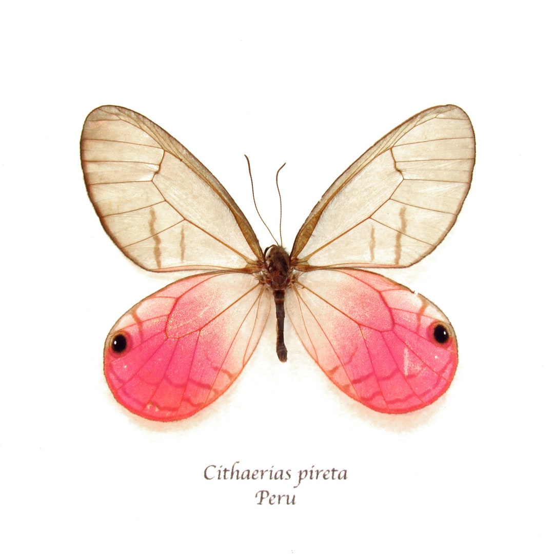 Real Pink Blushing Phantom Butterfly Framed Taxidermy - Etsy