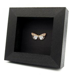 Real Crimson-speckled Flunkey Moth Framed Taxidermy - Utetheisa ...