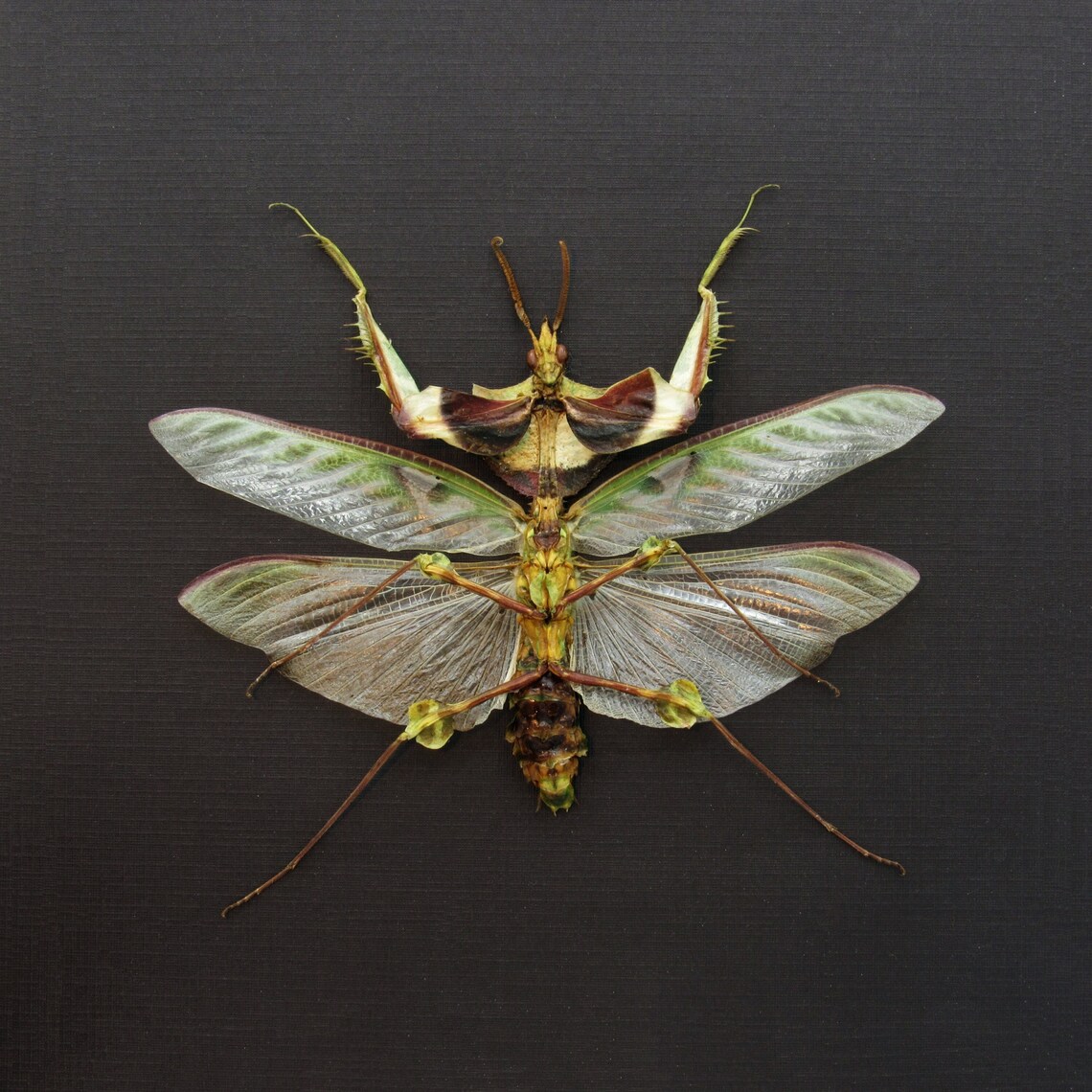 Real Giant Devils Praying Mantis Framed Taxidermy - Idolomantis ...