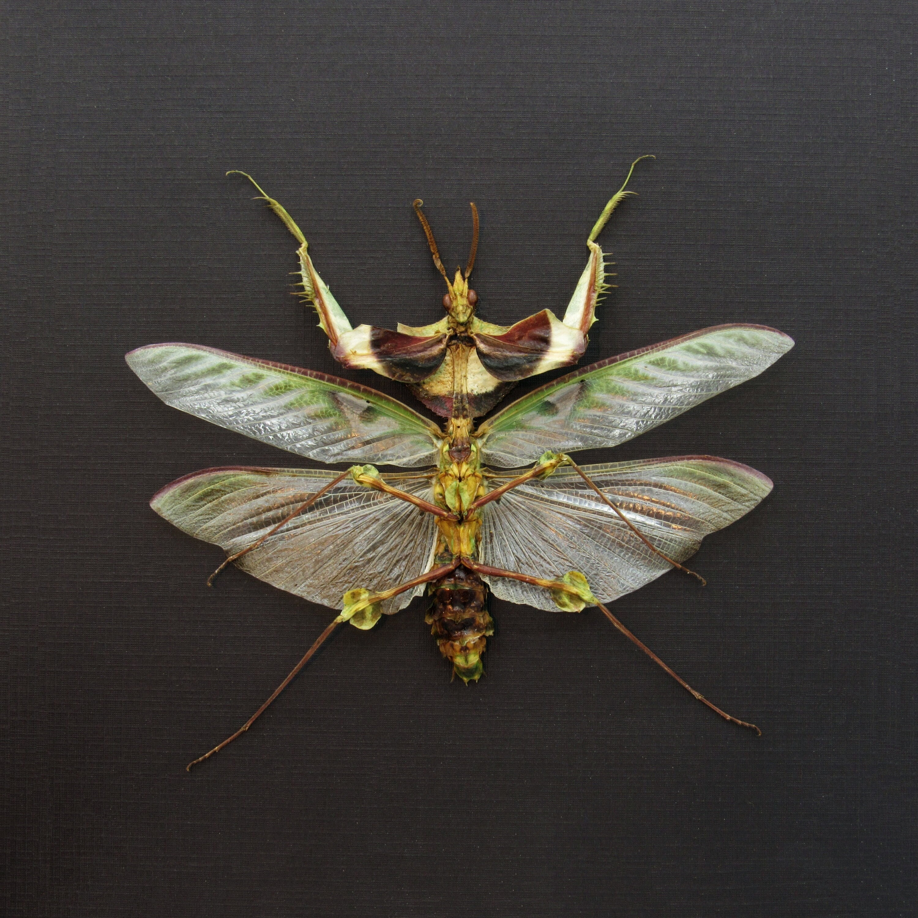 Real Giant Devils Praying Mantis Framed Taxidermy - Idolomantis ...
