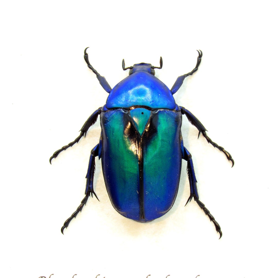 Blue-green Metallic Scarab Beetle Framed Taxidermy Rhomborrhina ...