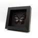 Real Mime Butterfly Framed Taxidermy Chilasa Osmana - Etsy