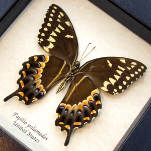 Real Laurel Swallowtail Butterfly Framed Taxidermy - Papilio Palamedes ...