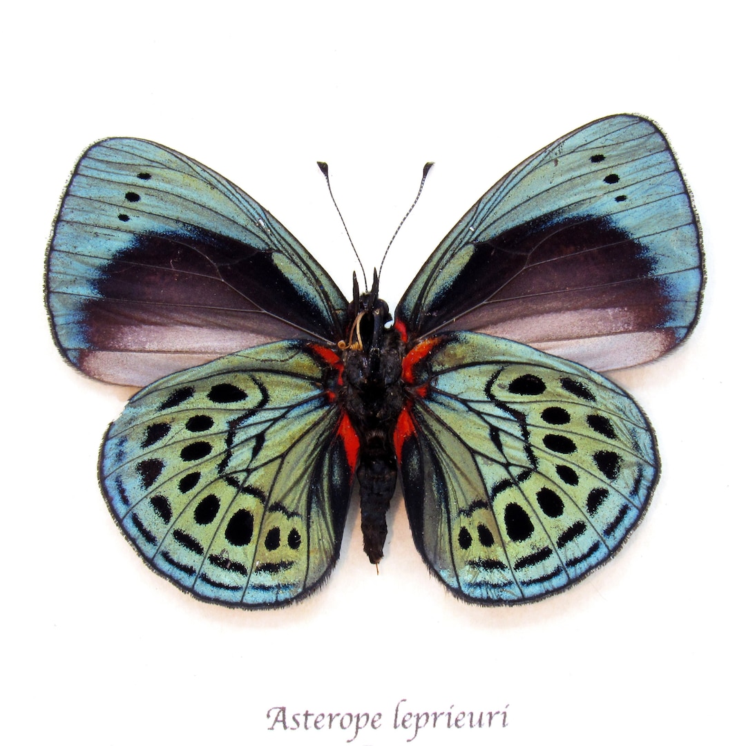 Real Iridescent Blue Leprieur's Glory Butterfly Framed Taxidermy ...