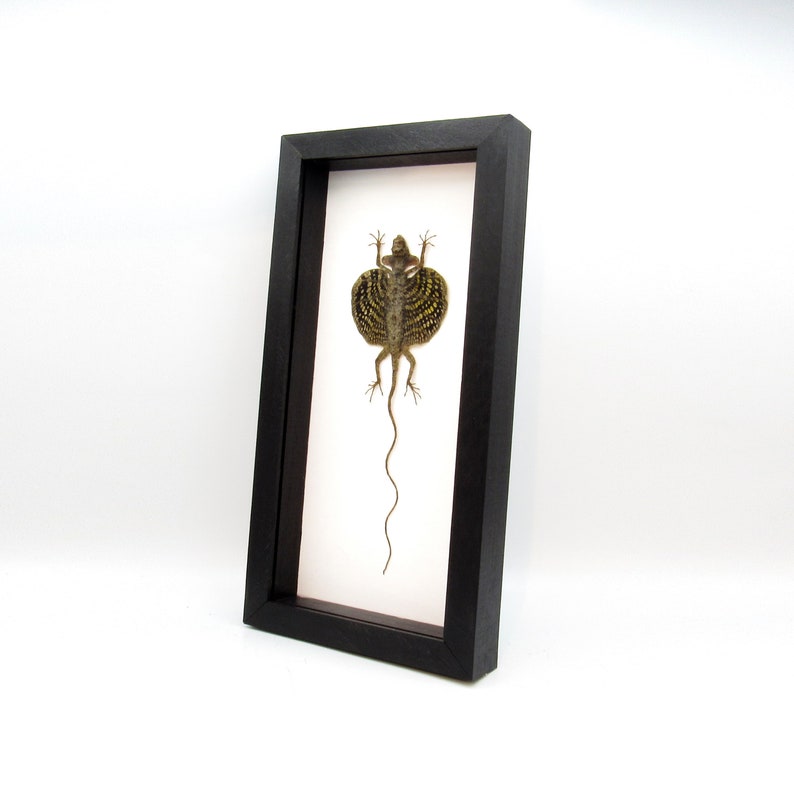 Real Flying Dragon Lizard Framed Taxidermy Draco Volans - Etsy