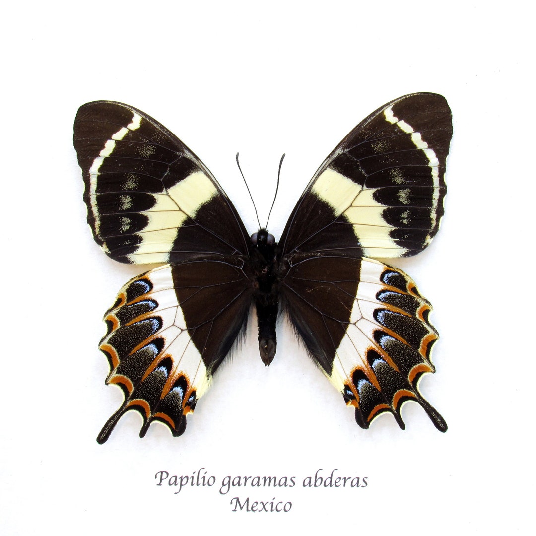 Rare Black Magnificent Swallowtail Butterfly Framed Taxidermy Papilio ...
