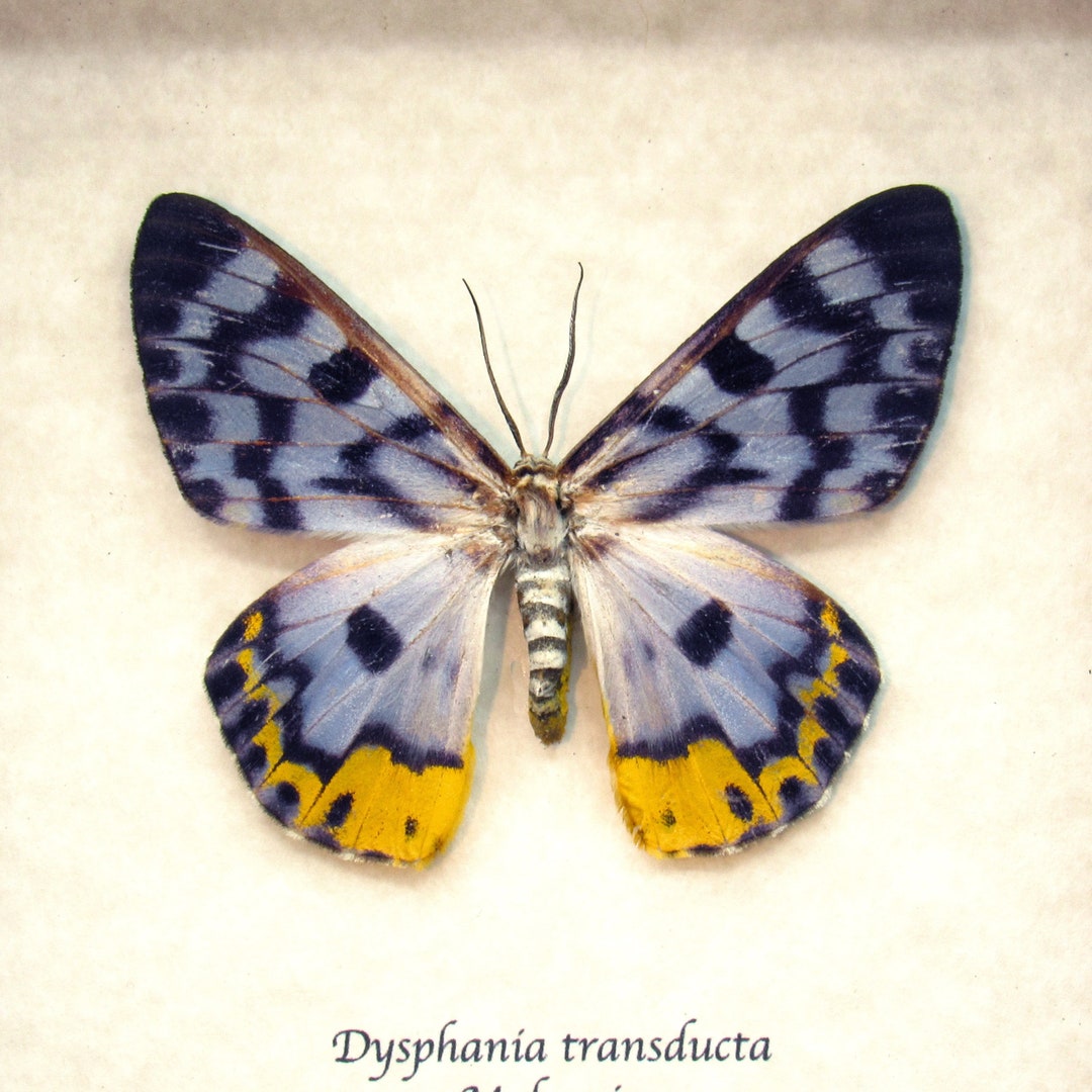 Rare Ice Blue Moth Framed Taxidermy Dysphania Transducta - Etsy