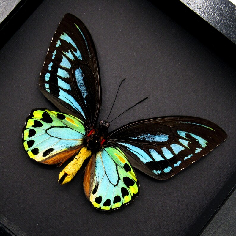 Rare XL Blue Birdwing Butterfly Framed - Ornithoptera Priamus ...
