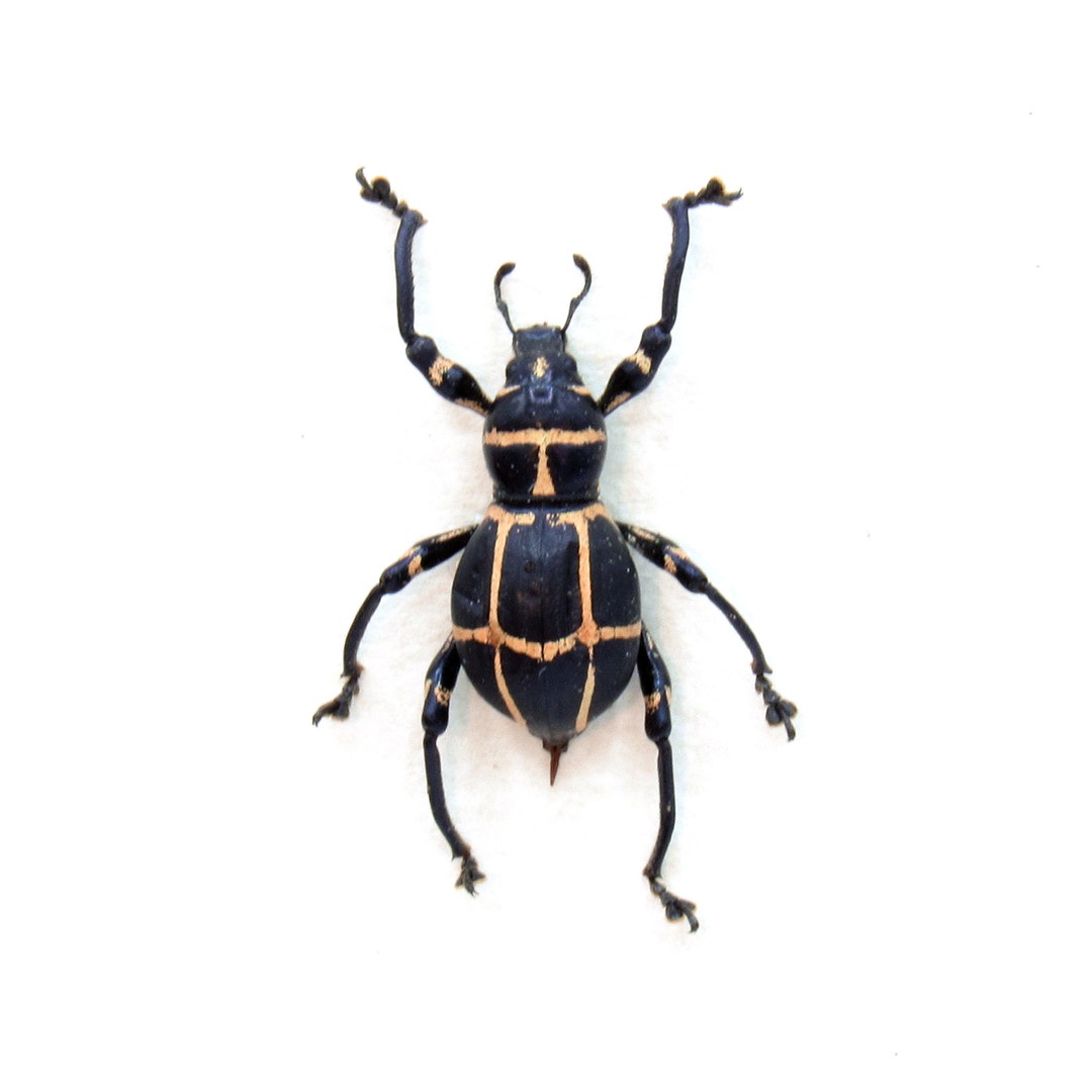 WEEVIL MANIA - Real Pink Beetle Framed Taxidermy - Pachyrhynchus ...