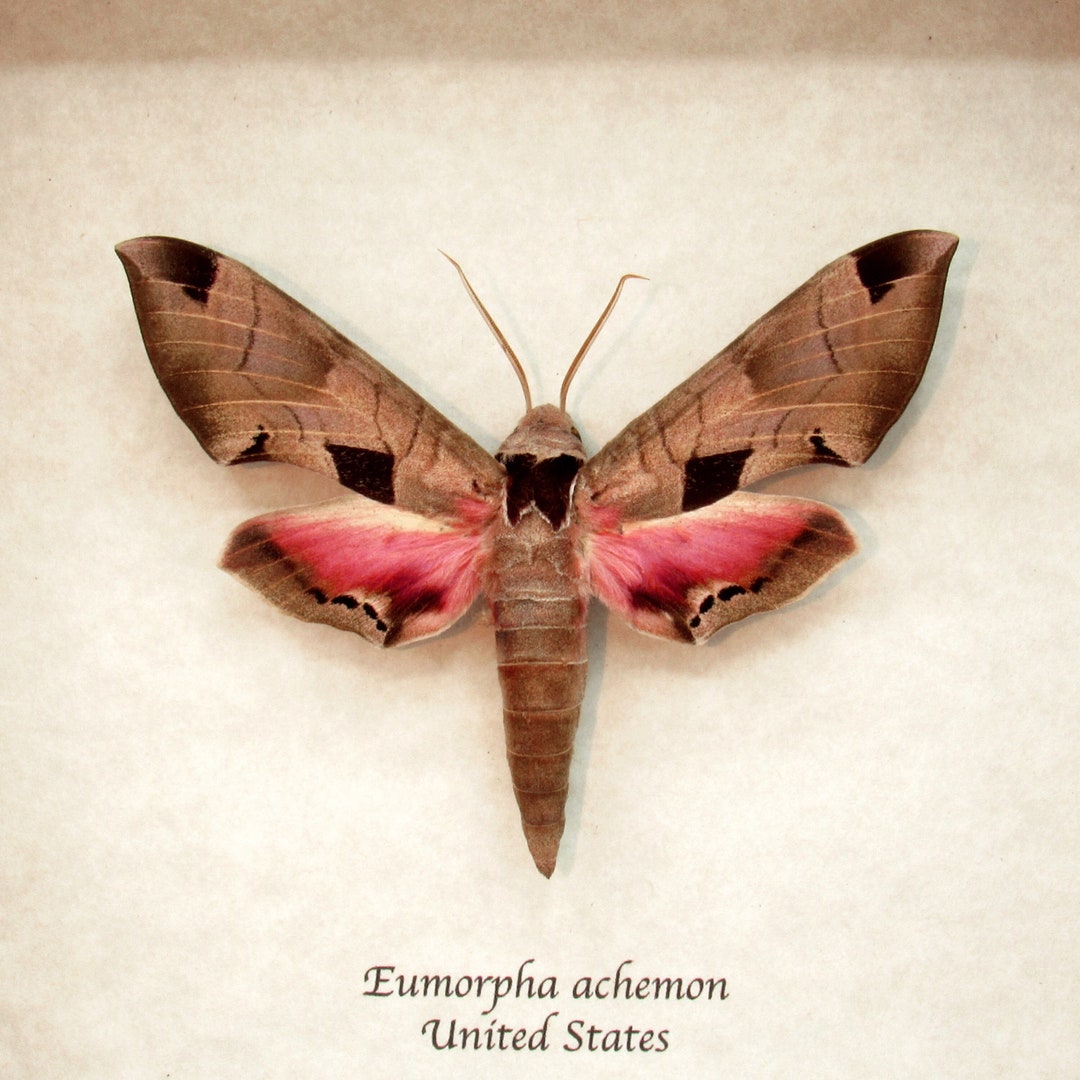 Real Pink Achemon Sphinx Moth Framed Eumorpha Achemon - Etsy