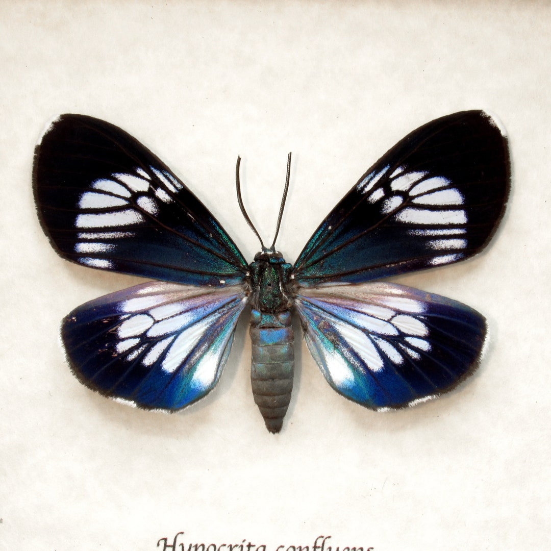 Real Metallic Blue Moth Framed Taxidermy Hypocrita Confluens - Etsy