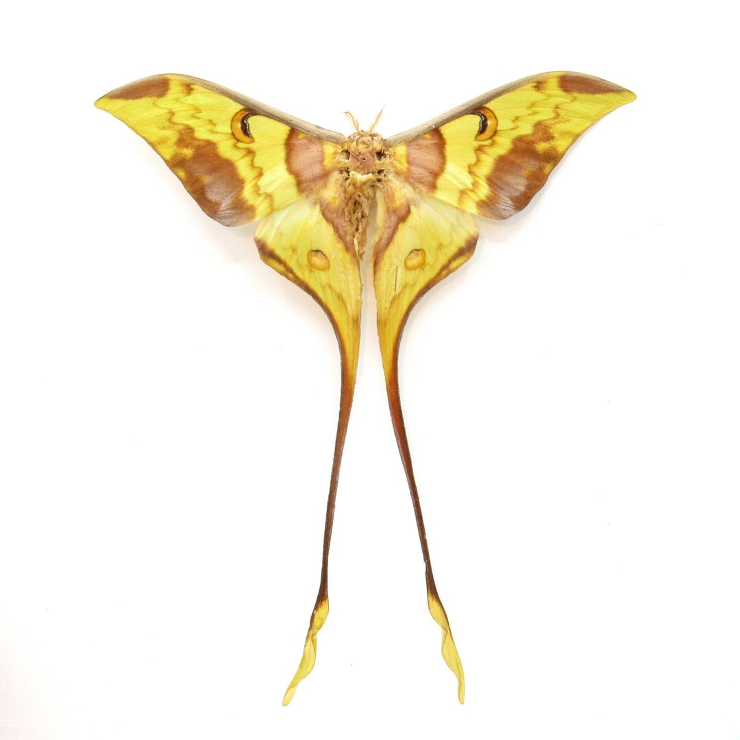 Real Malaysian Moon Moth Framed Taxidermy Actias Maenas Victorian Mount ...