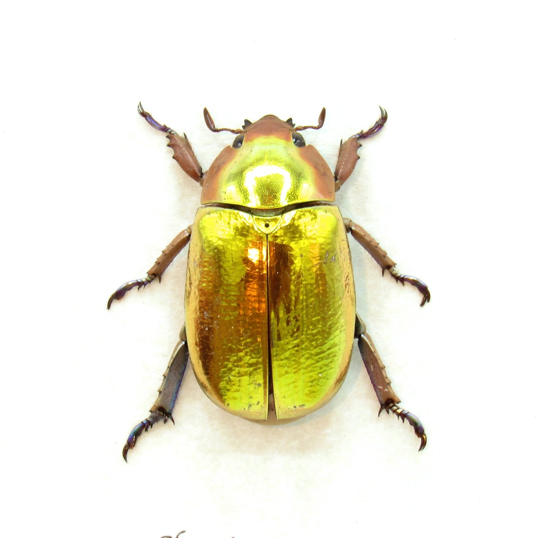Very Rare Gold Jewel Beetle Framed Taxidermy - Chrysina Aurigans - Etsy