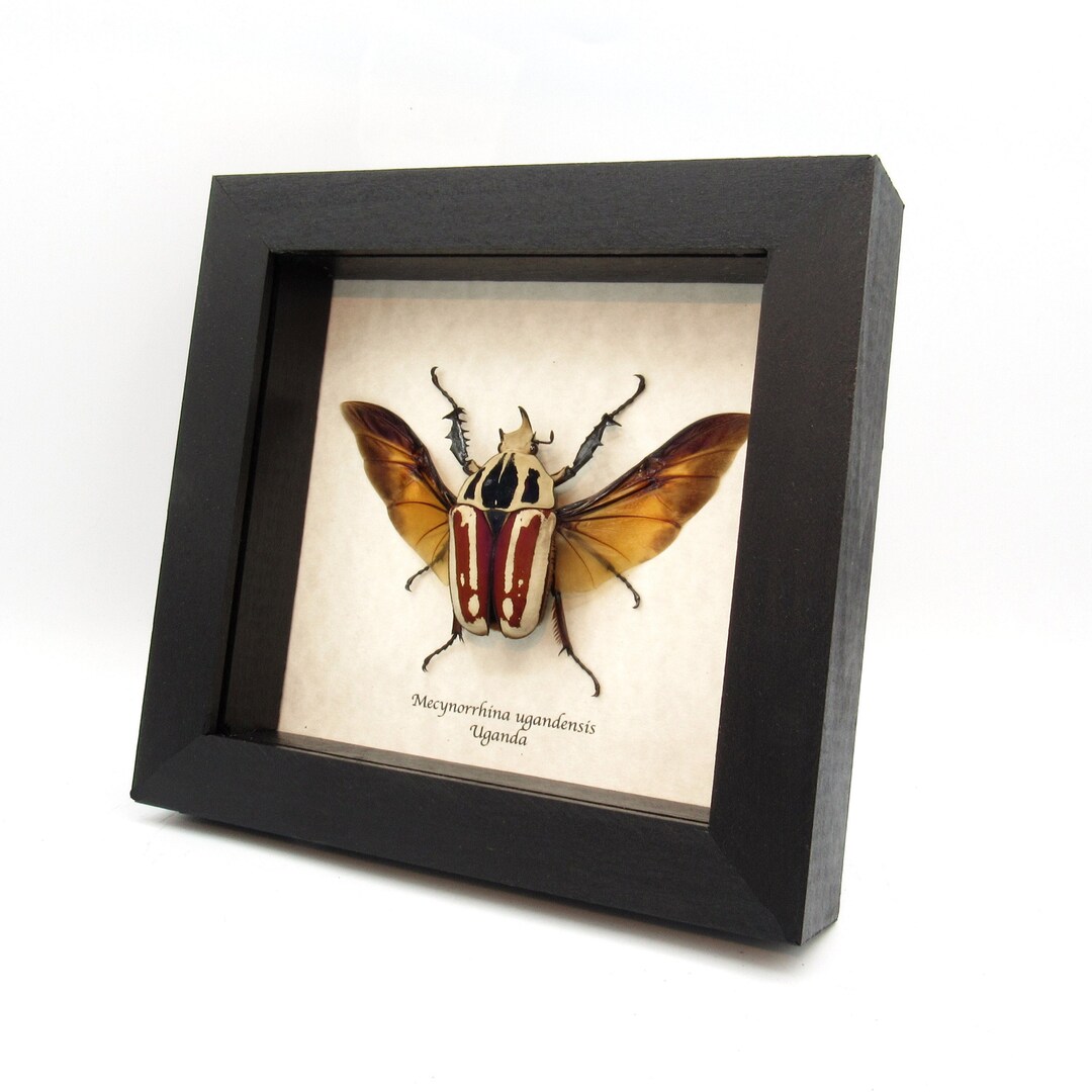 Large Scarab Beetle Framed Taxidermy - Mecynorrhina Ugandensis - Etsy