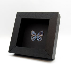Rare Metallic Blue Framed Taxidermy Butterfly Euptychia Cephus Female ...