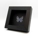 Rare Metallic Blue Framed Taxidermy Butterfly Euptychia Cephus Female ...