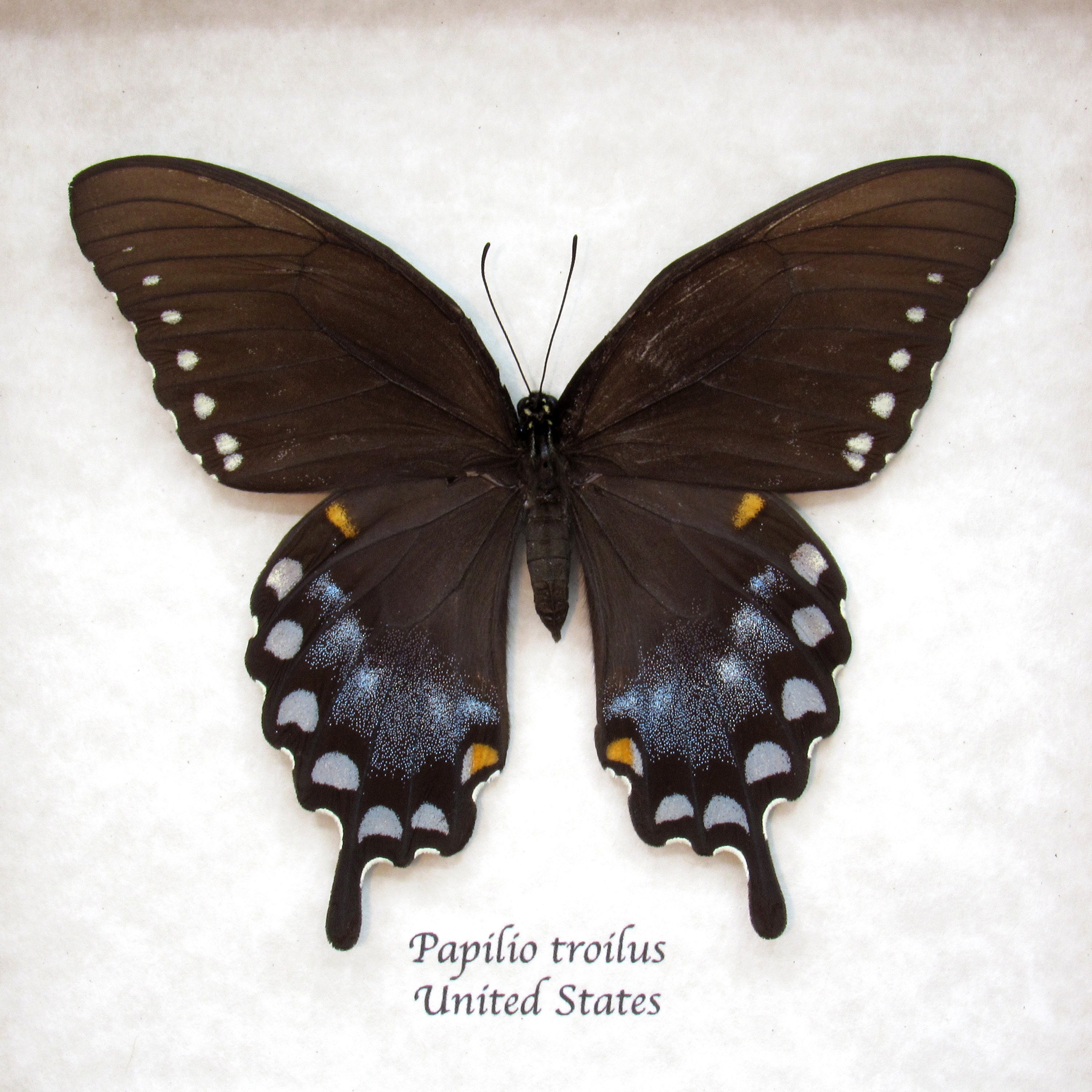 Spicebush Swallowtail Butterfly Drawing