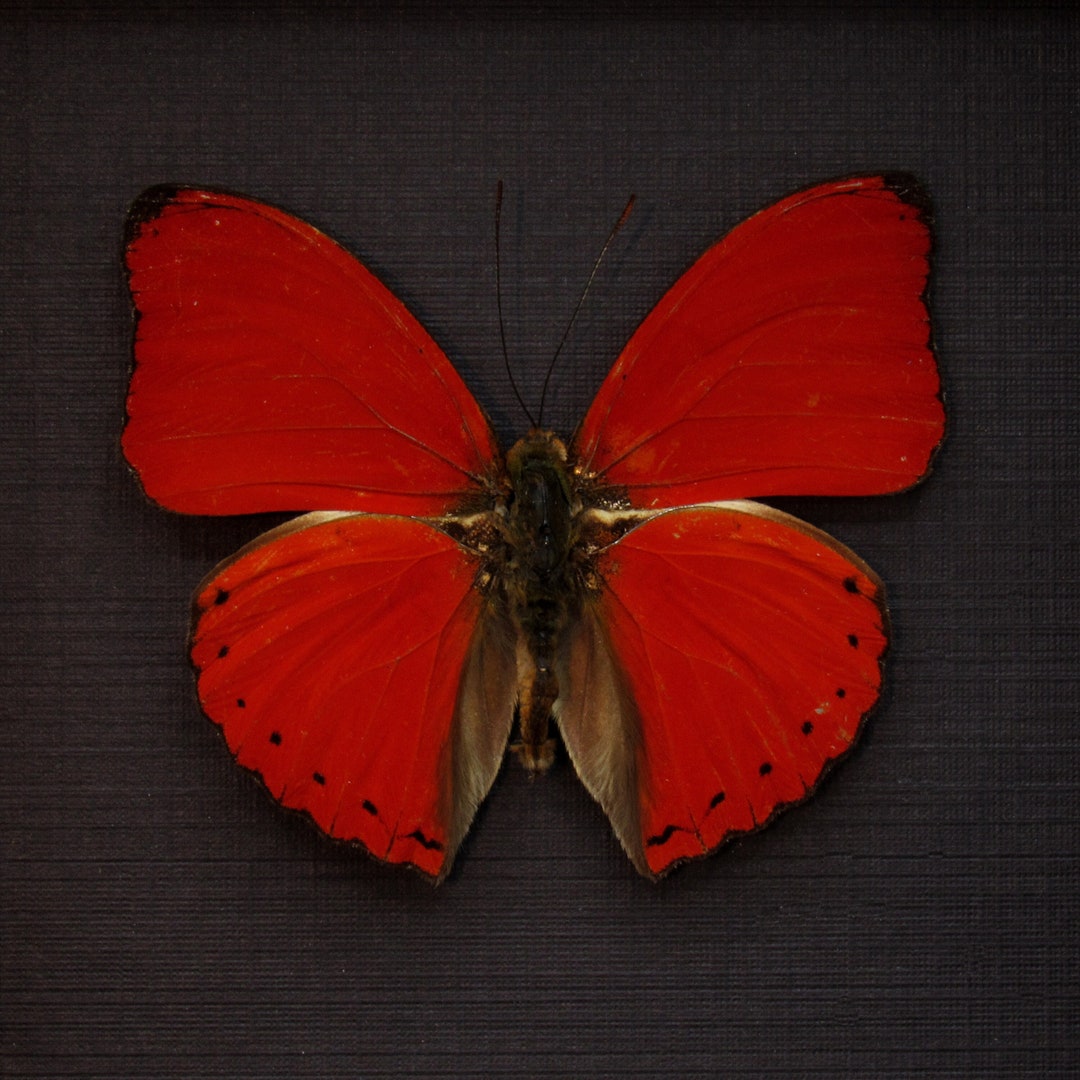Real Red Glider Butterfly Framed Taxidermy Cymothoe Sangaris - Etsy UK