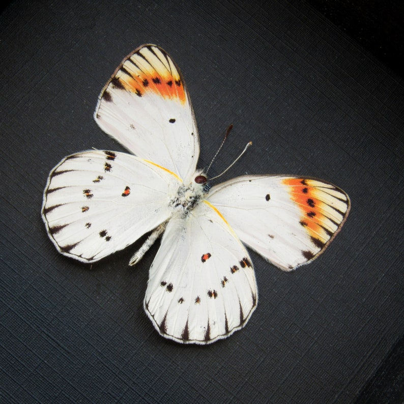 Real White Butterfly Framed Taxidermy - Colotis Antivippe Zera - Etsy