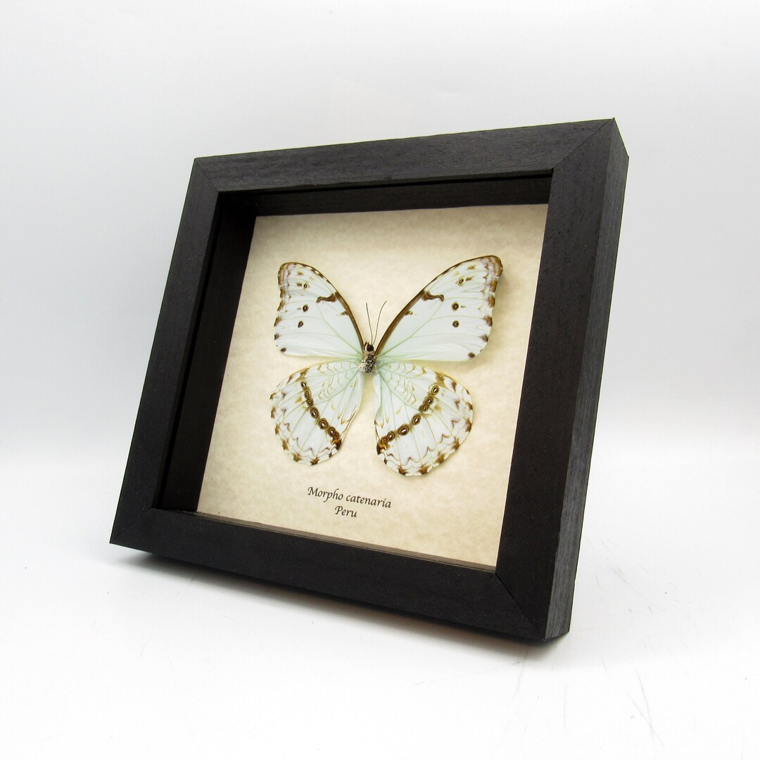 Real Pale Green Morpho Butterfly Framed Taxidermy Morpho - Etsy
