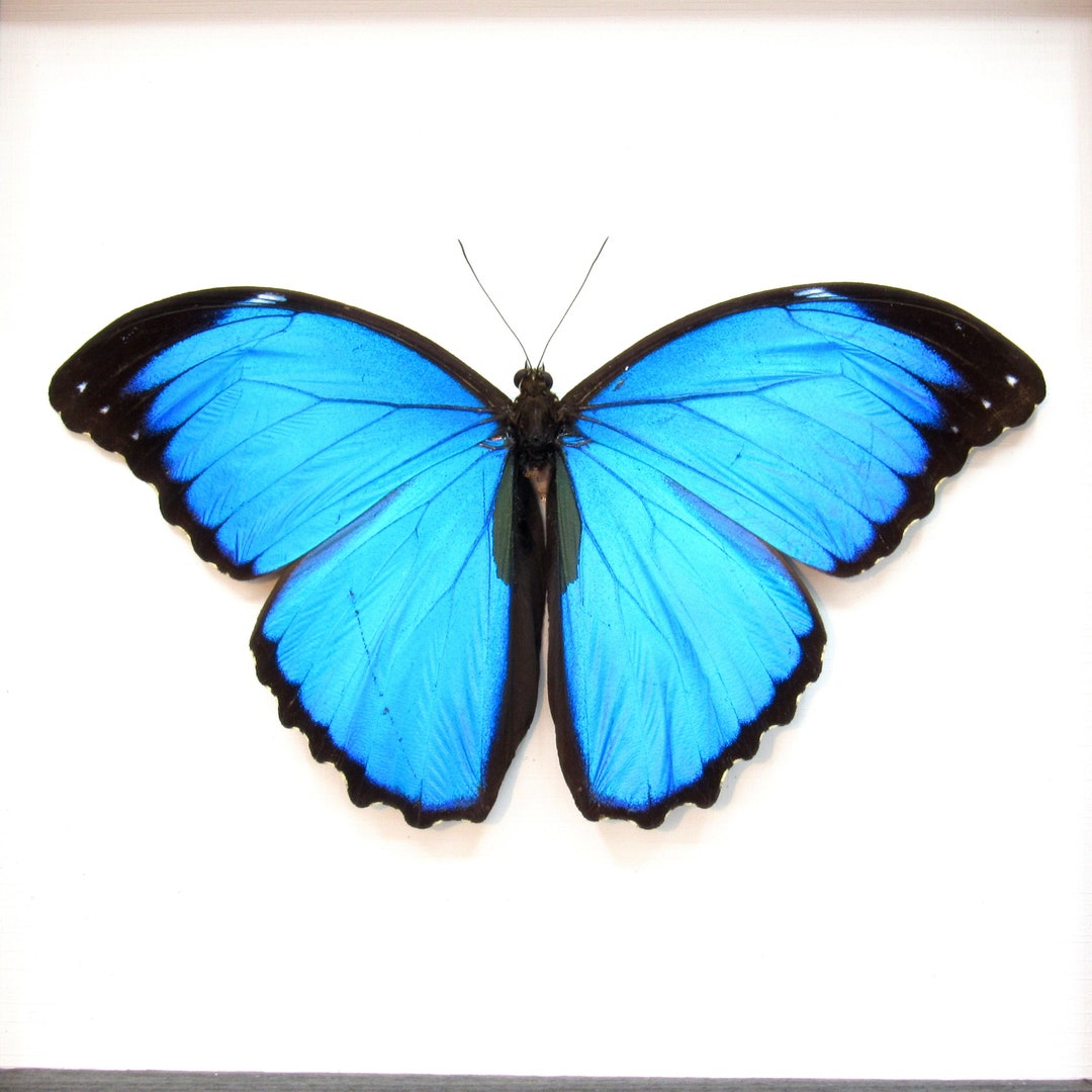 Real Large Metallic Blue Morpho Framed Butterfly Taxidermy - Etsy
