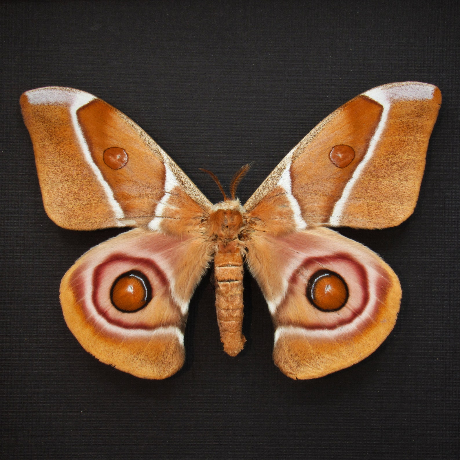 Real Madagascar Bullseye Moth Framed Taxidermy Antherina - Etsy