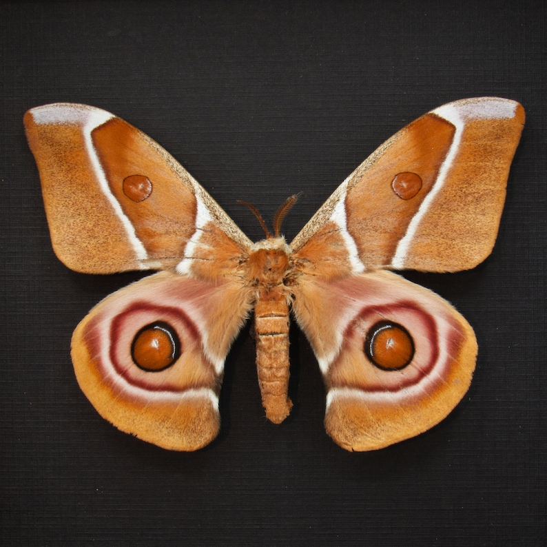 Real Madagascar Bullseye Moth Framed Taxidermy Antherina - Etsy