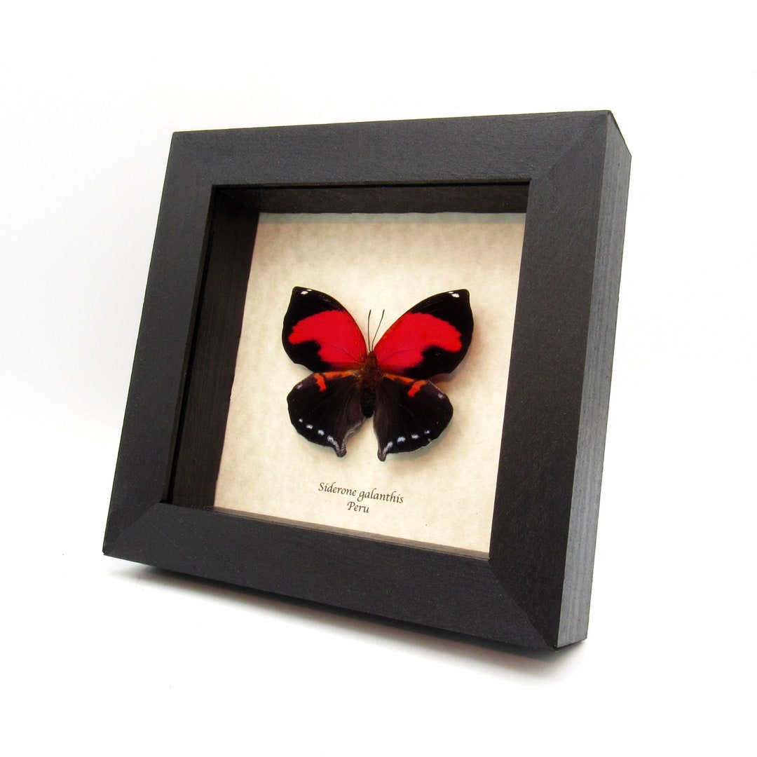 Rare Scarlet Leafwing Butterfly Framed Taxidermy - Siderone Galanthis ...