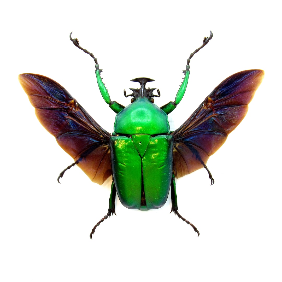Large Green African Scarab Beetle Framed Taxidermy Dicronorrhina Micans ...