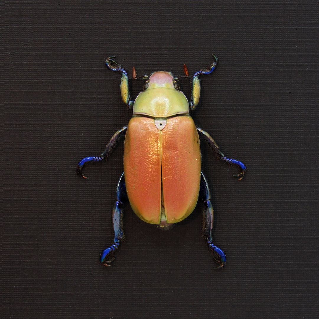 Very Rare Real Jewel Scarab Beetle Framed Taxidermy - Chrysina ...