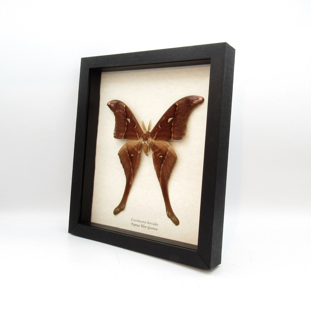 Rare Giant Hercules Atlas Moth Framed Taxidermy - Coscinocera Hercules ...