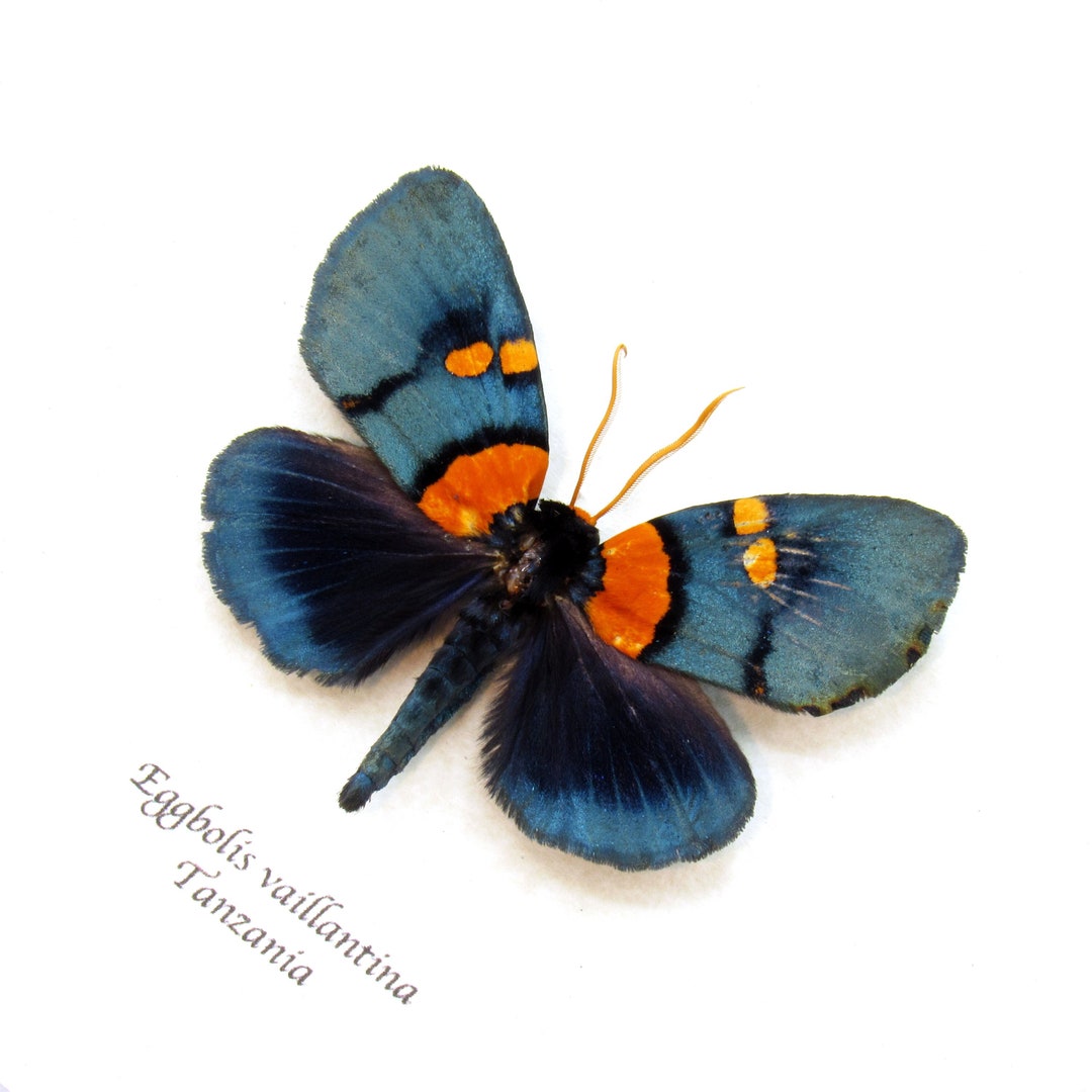 Rare Metallic African Peach Moth Framed Taxidermy Eggbolis - Etsy