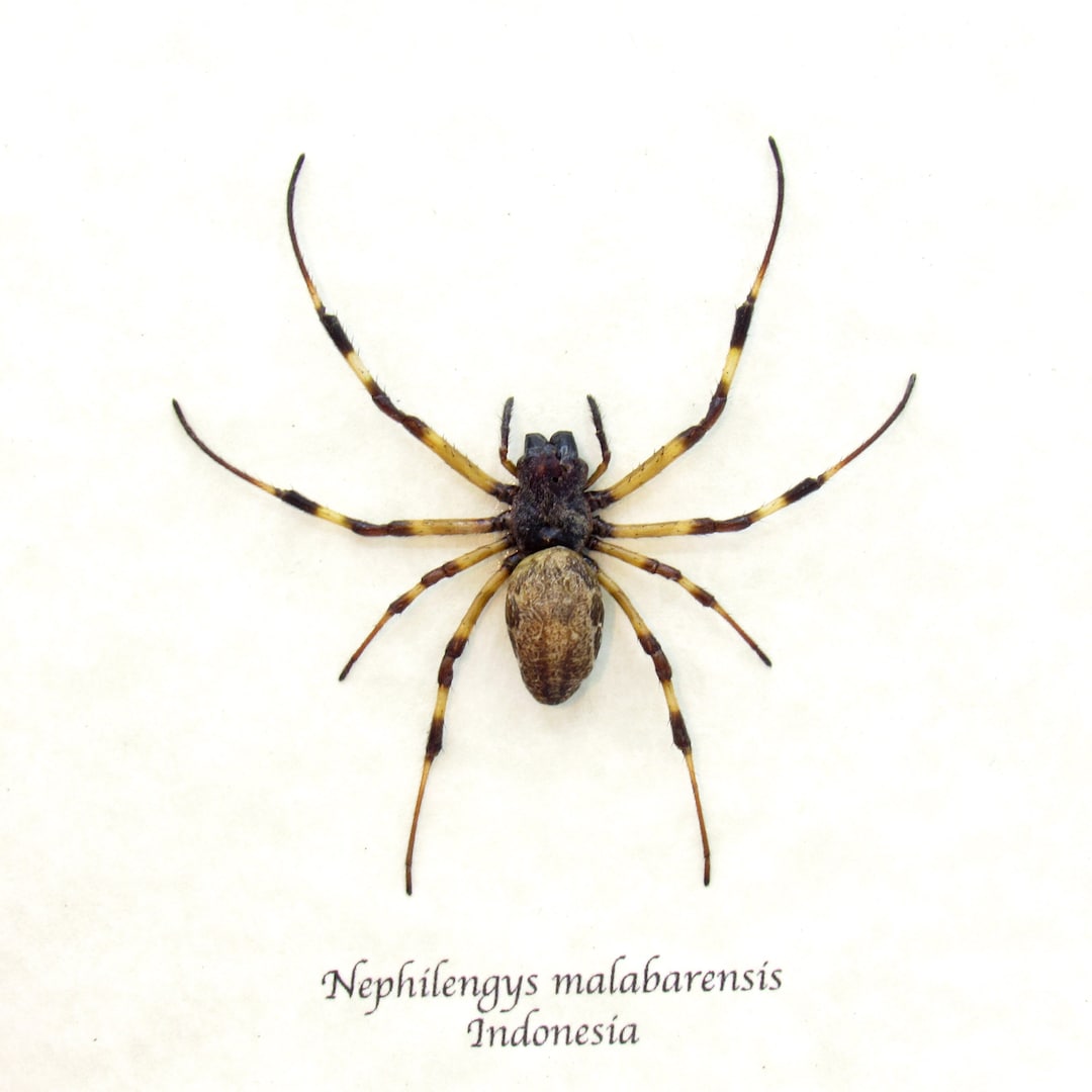Real Asian Hermit Spider Framed Taxidermy Nephilengys Malabarensis - Etsy