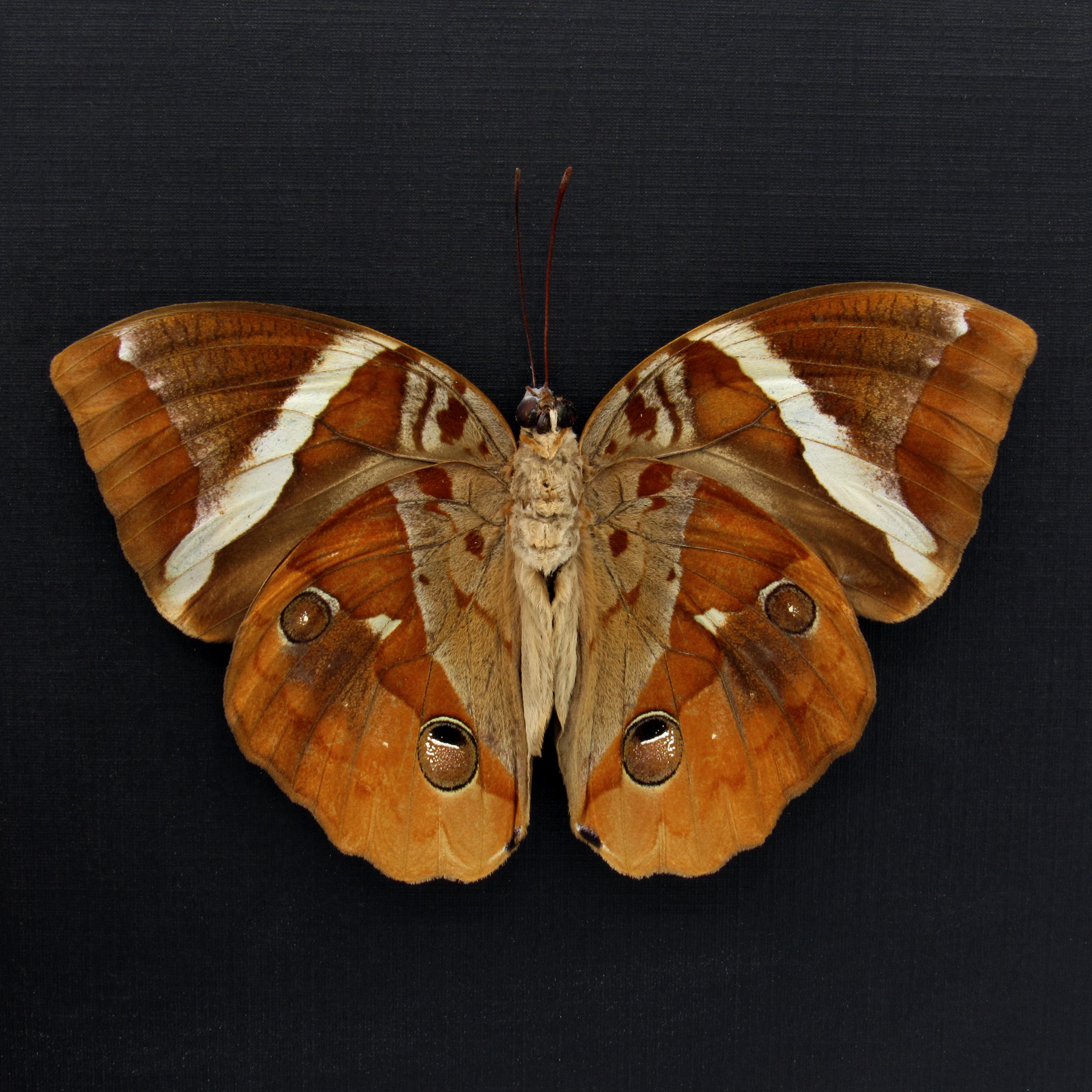 Very Large Real Tufted Jungle King Butterfly Framed Specimen Thauria ...