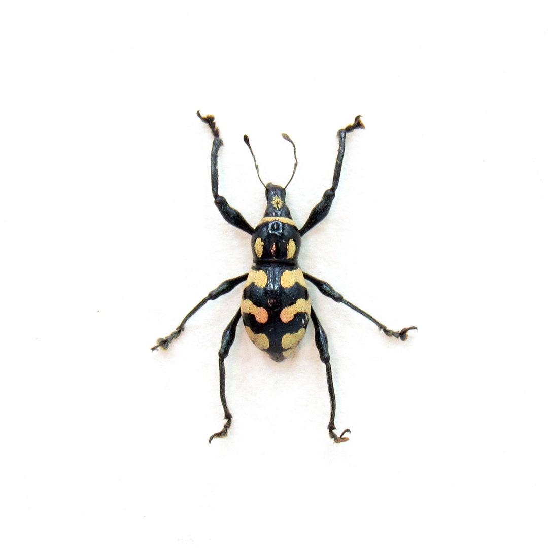 WEEVIL MANIA - Real Pink Beetle Framed Taxidermy - Metapocyrtus ...