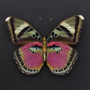 Real Pink Forester Butterfly Framed Taxidermy - Euphaedra Acuta - Large ...