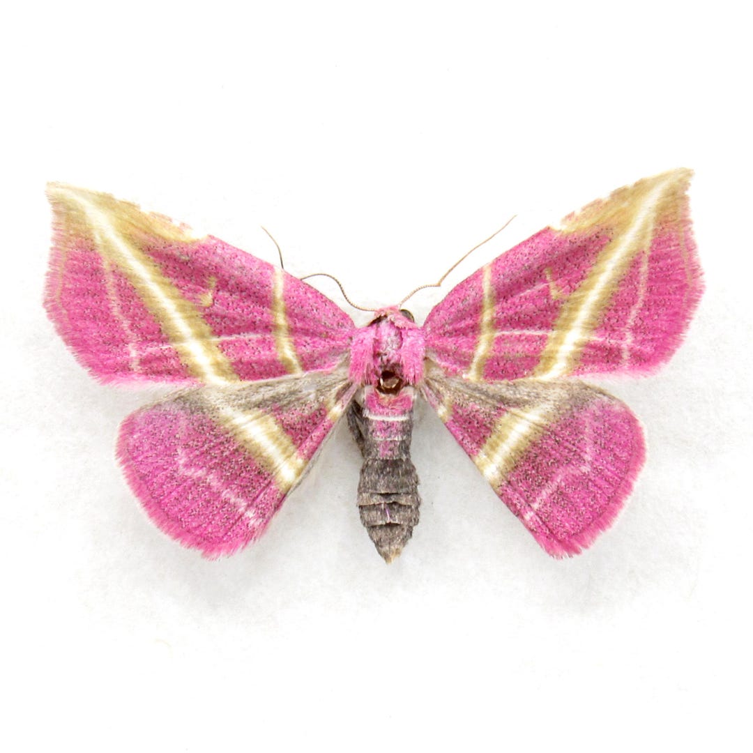 Rare Pink Erebid Moth Framed Specimen - Naganoella Triandra - Etsy