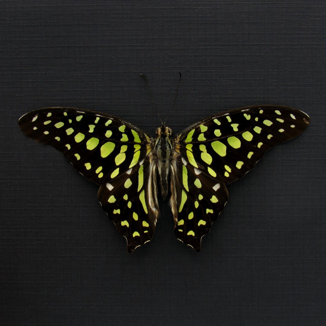 Real Green Tailed Jay Butterfly Framed Taxidermy - Graphium Agamemnon ...